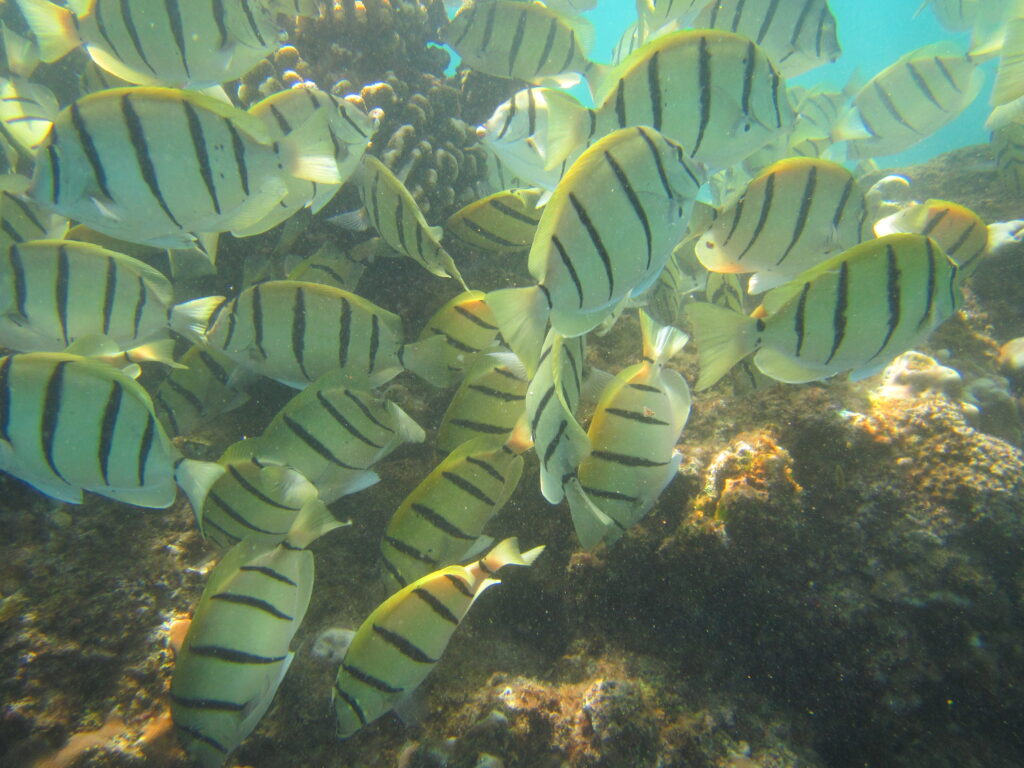 Mexican Fauna.org | Photographs and Species Information from Mexico by ...