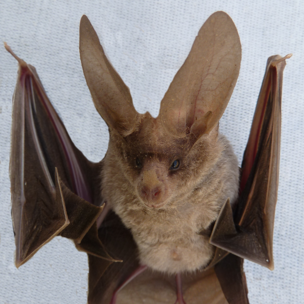 Mexican Fauna.org | Photographs and Species Information from Mexico by ...